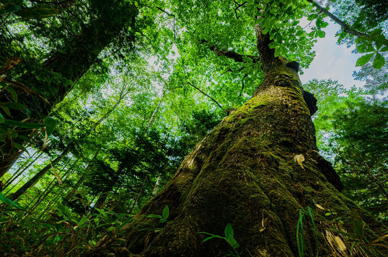 Is Japanese oak in danger? - Nomunication